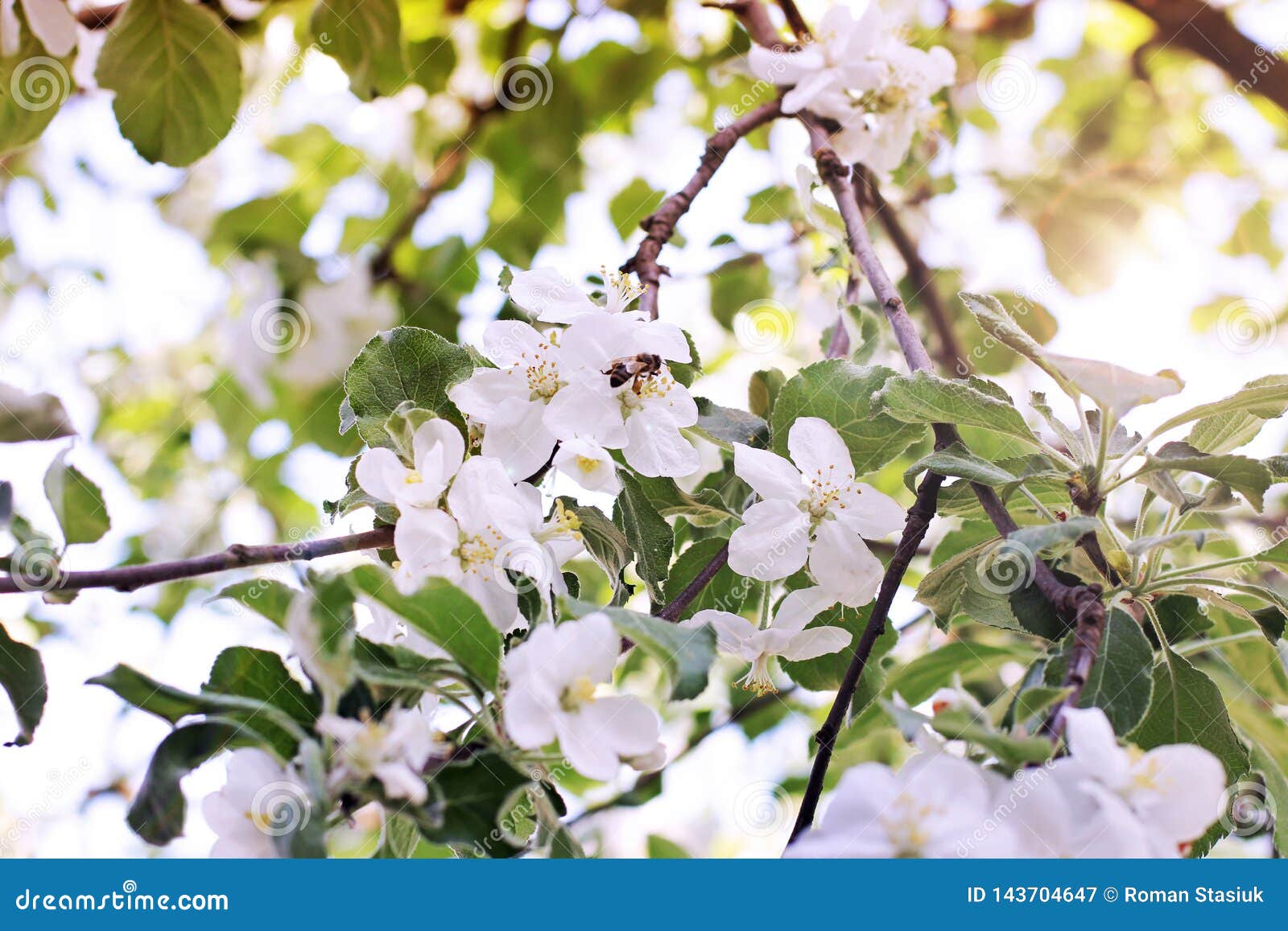 Flowering Apple Tree. Spring Tree Stock Image - Image of gardening ...