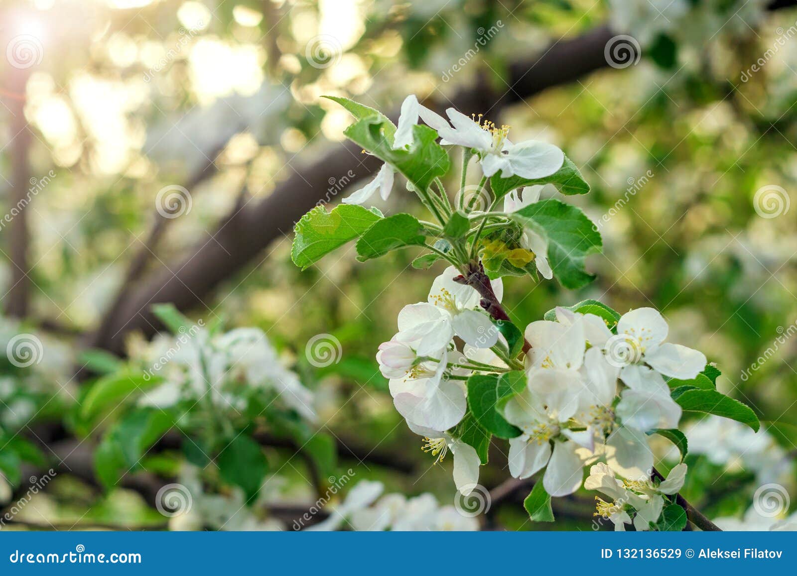 Flowering Apple tree stock image. Image of green, landscape - 132136529