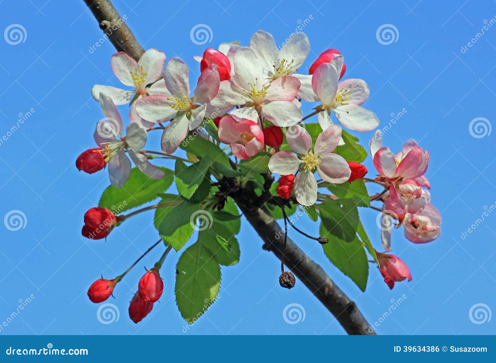 Flowering Apple Tree at Springtime Stock Photo - Image of seasonal ...