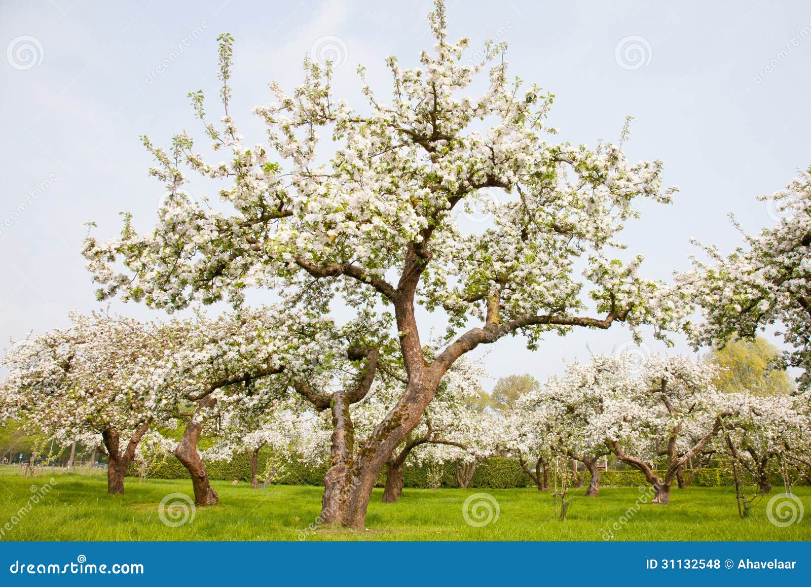 Flowering Apple Trees in Holland Stock Photo - Image of blue, fruit ...