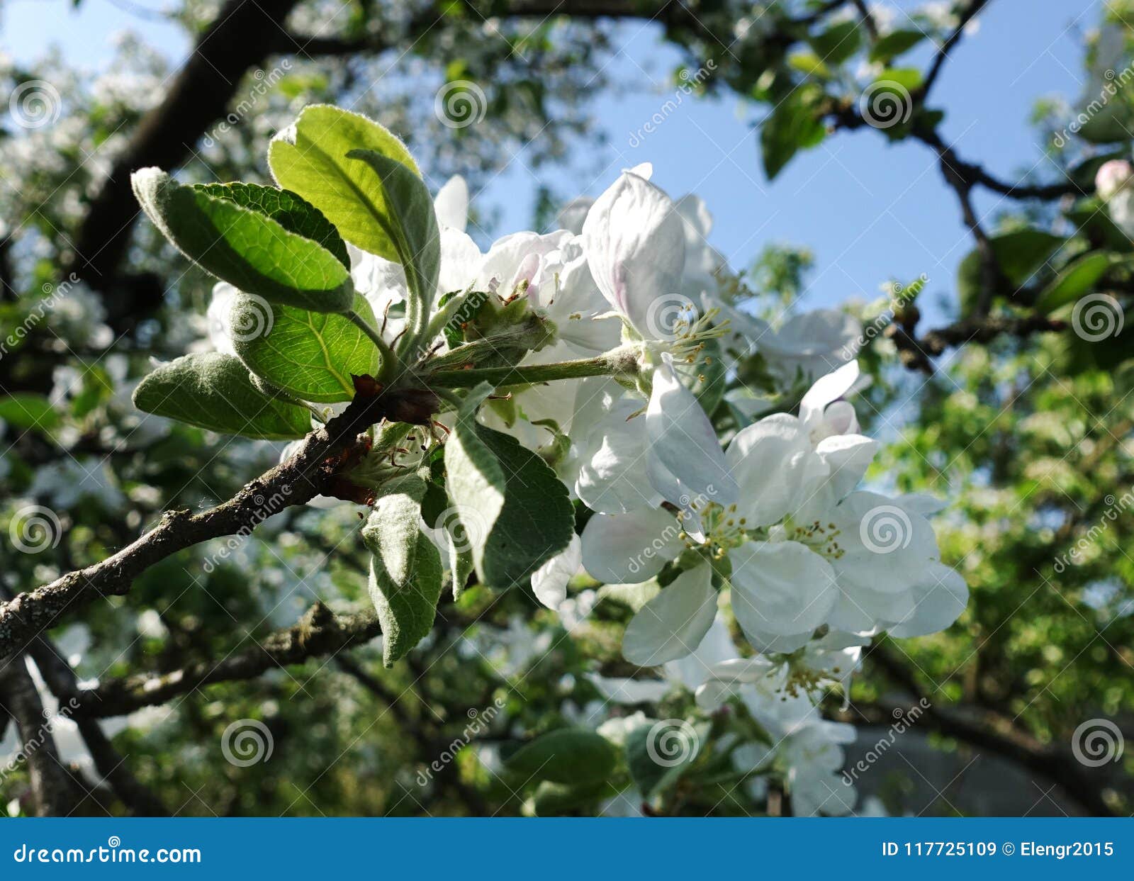 Flowering of apple trees stock image. Image of flowers - 117725109