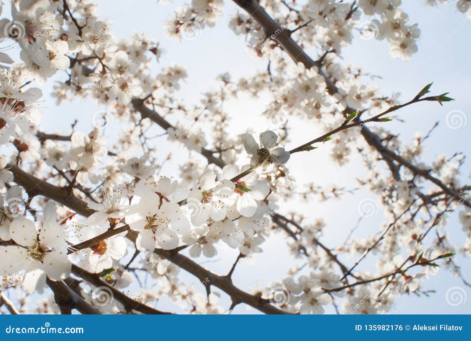Flowering apricot trees stock photo. Image of natural - 135982176