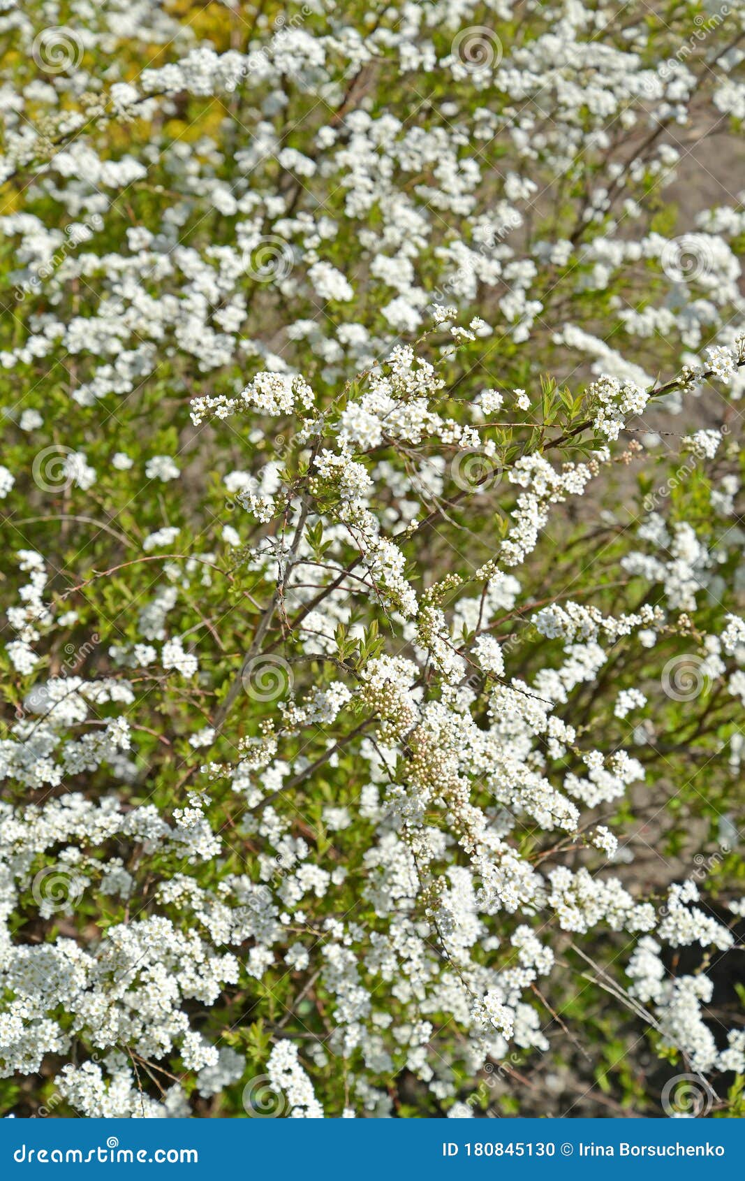Flowering Argut Spiraea Spiky Spiraea Arguta Stock Photo - Image of ...