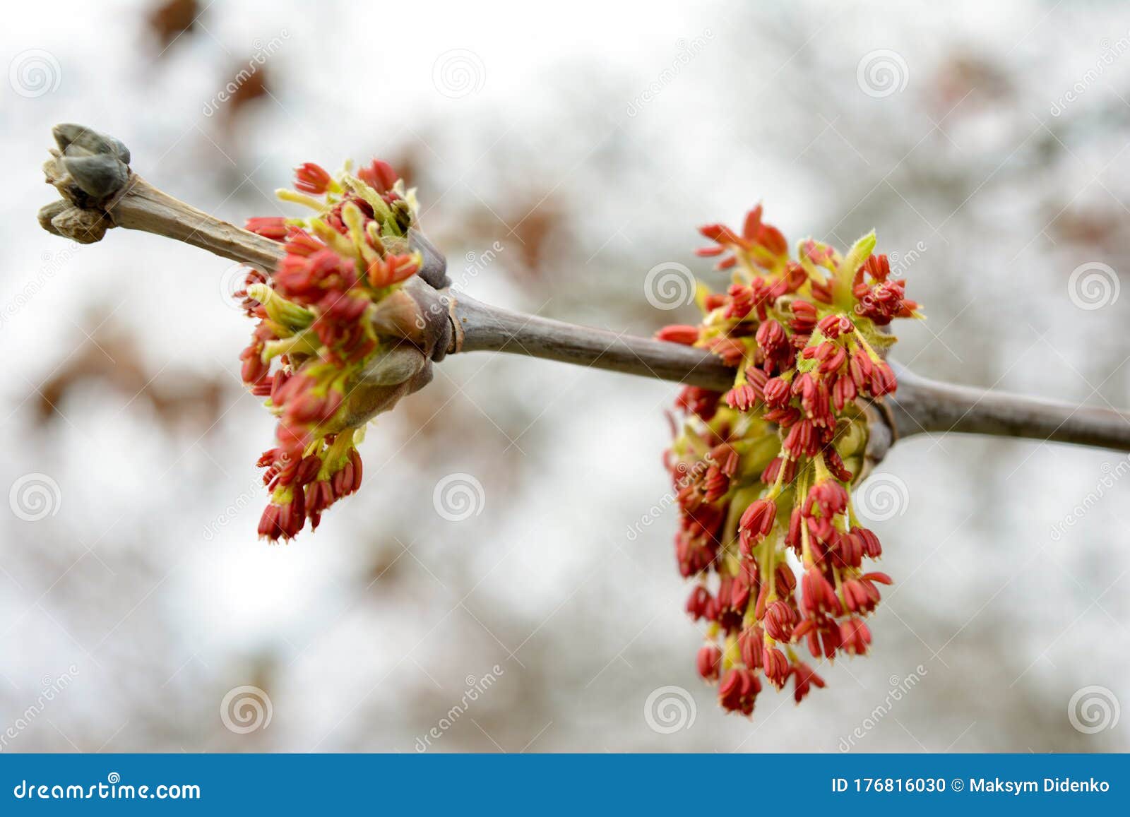 Flowering Ash Treeflowering Ash Tree Stock Photo - Image of black ...