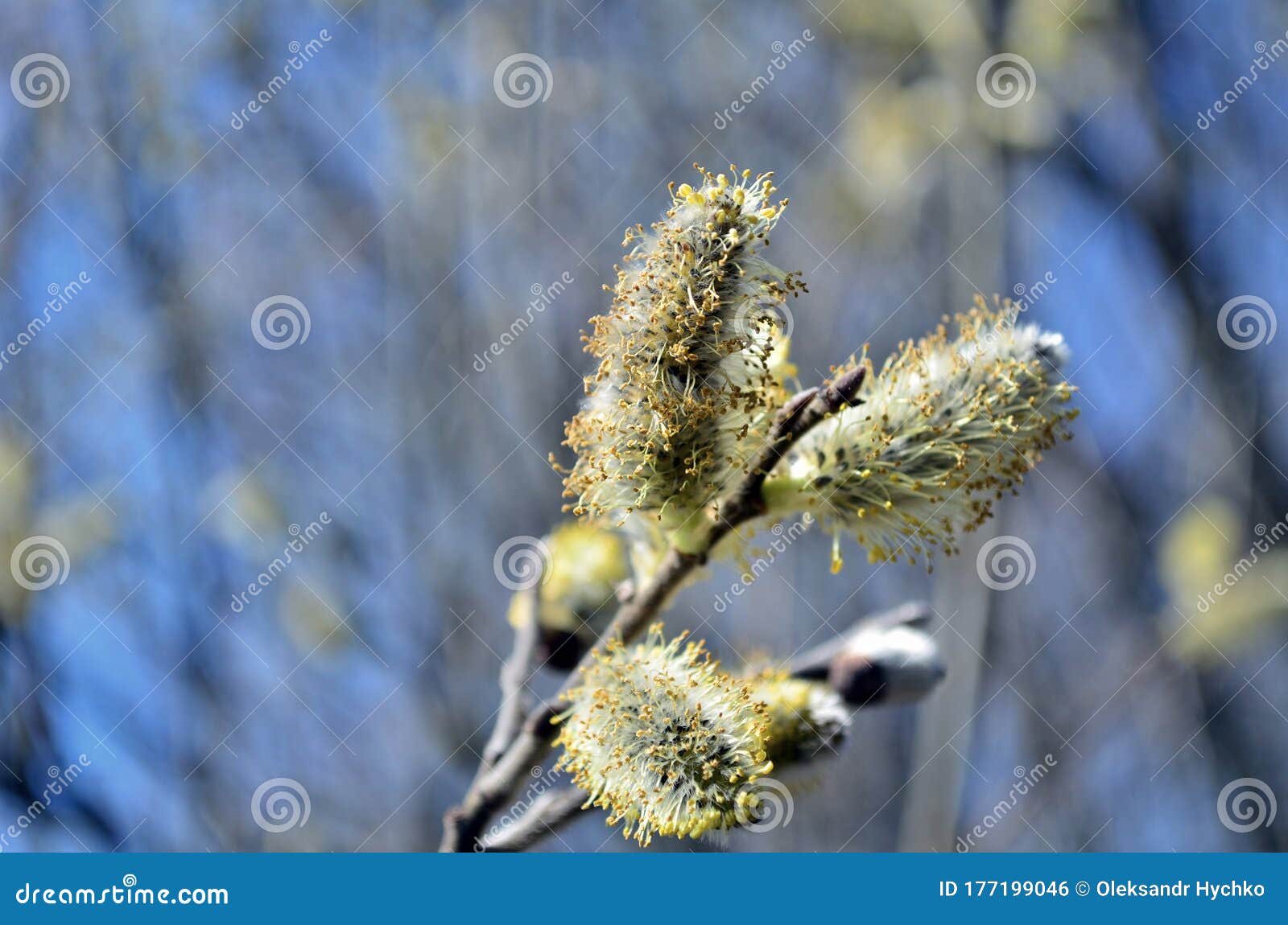Flowering Aspen Branch, in the Spring Stock Photo - Image of blooming ...