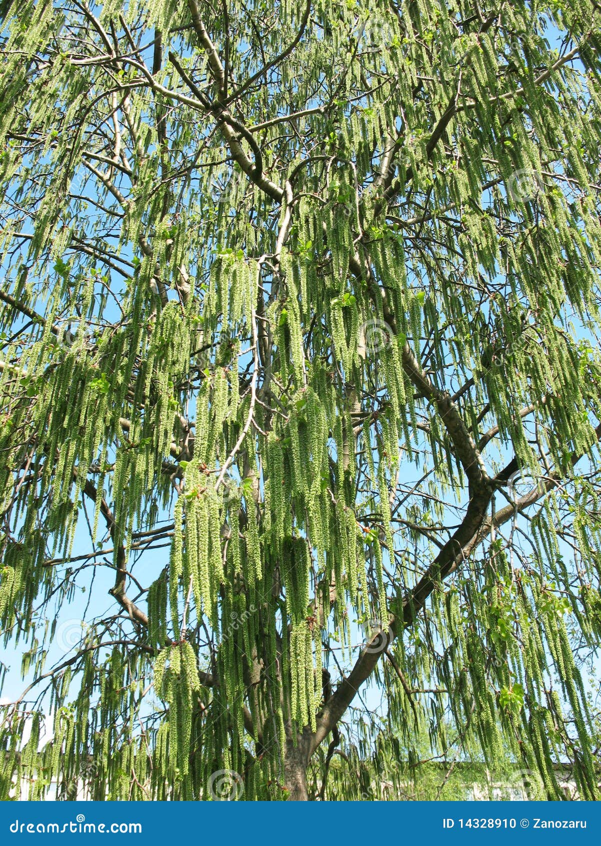 Flowering Aspen Pine (Populus Tremula) Stock Photo - Image of aspen ...