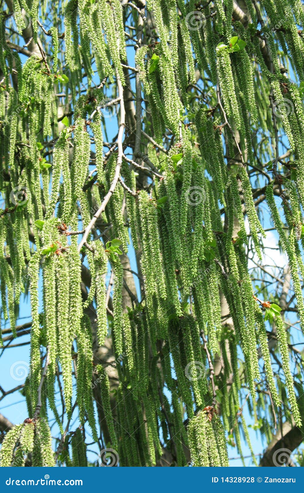 Flowering Aspen Pine (Populus Tremula) Stock Photo - Image of tremula ...