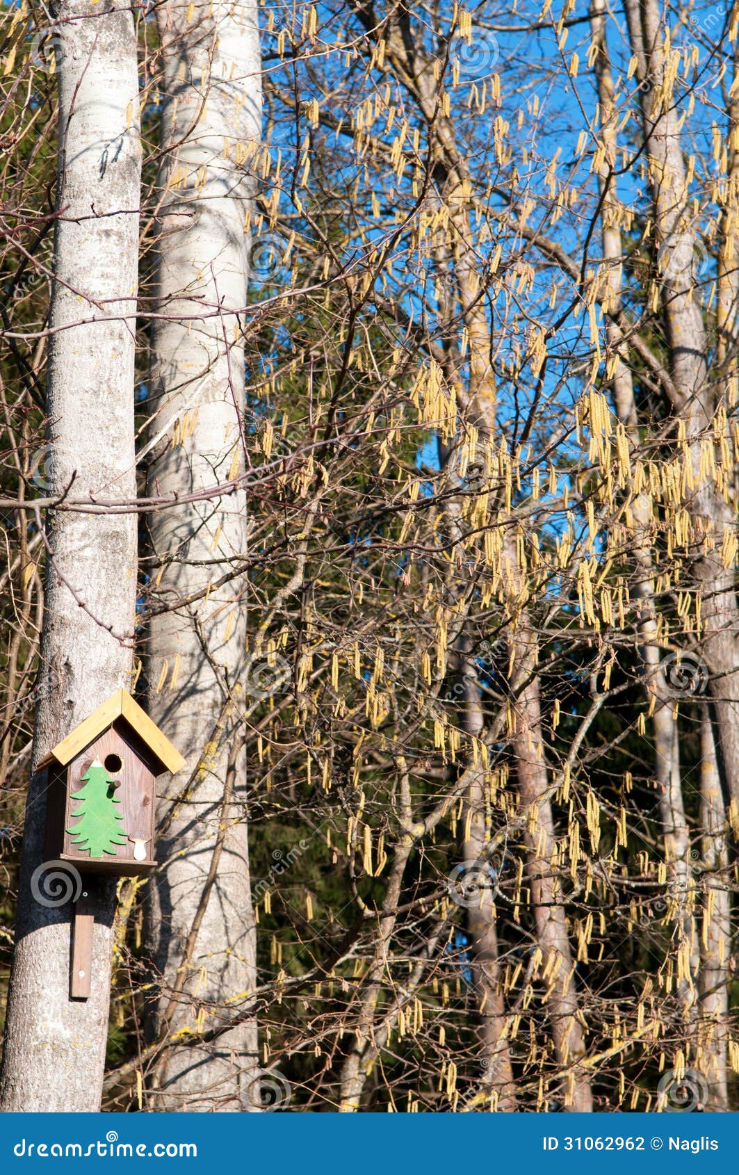 Flowering Aspen Trees and Bird House Stock Photo - Image of blooming ...