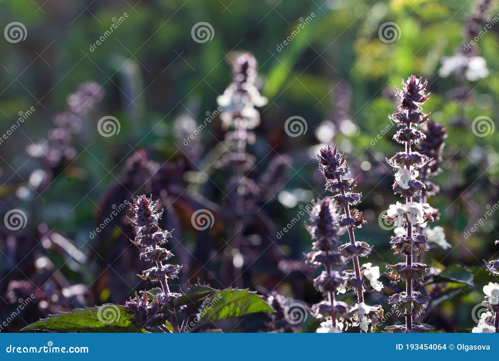 Flowering Basil Grows Under the Sun, Focus on Stock Photo - Image of ...