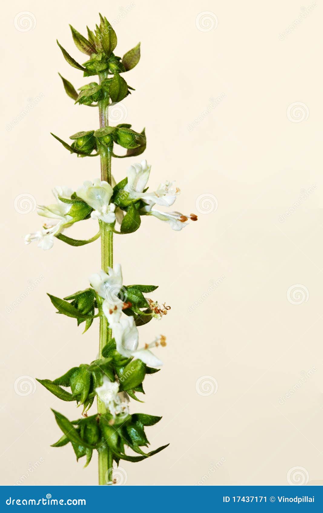 Flowering basil stalk stock image. Image of kitchen, natural - 17437171