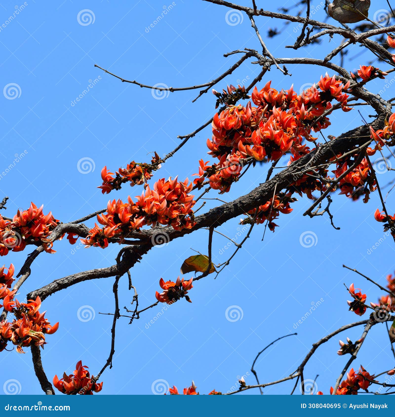 Flowering in Basterd Teak or Palash Stock Image - Image of blossom ...