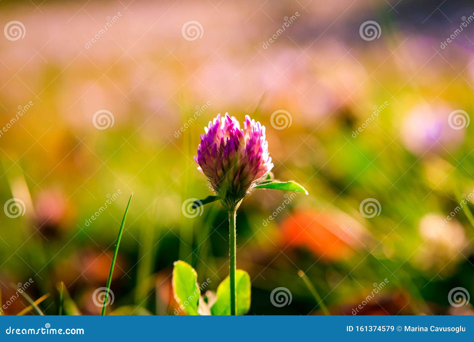 Flowering Beautiful Red Clover in Meadow Stock Image - Image of back ...