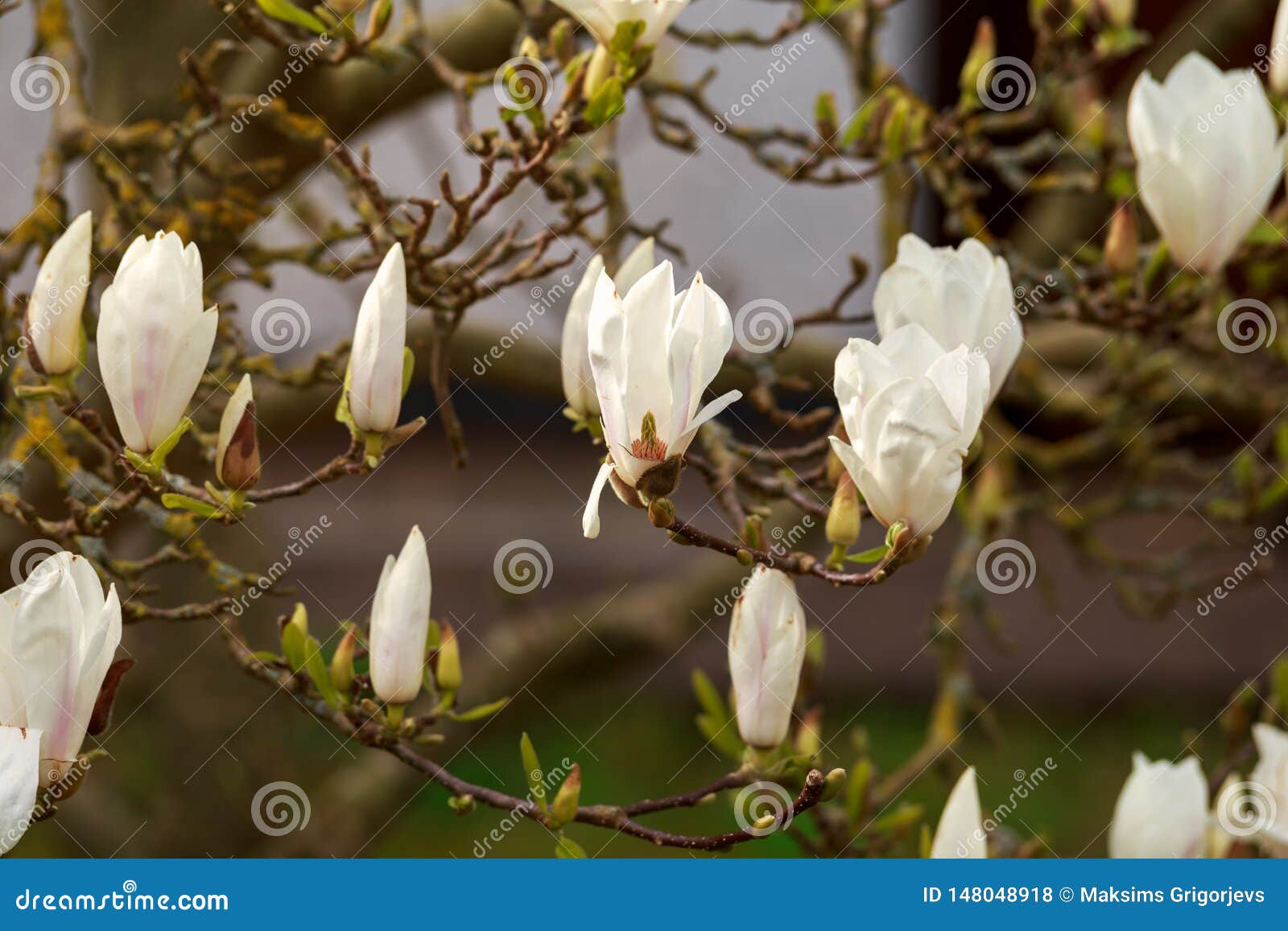Flowering Beautiful White Magnolia in Spring Garden Stock Photo - Image ...