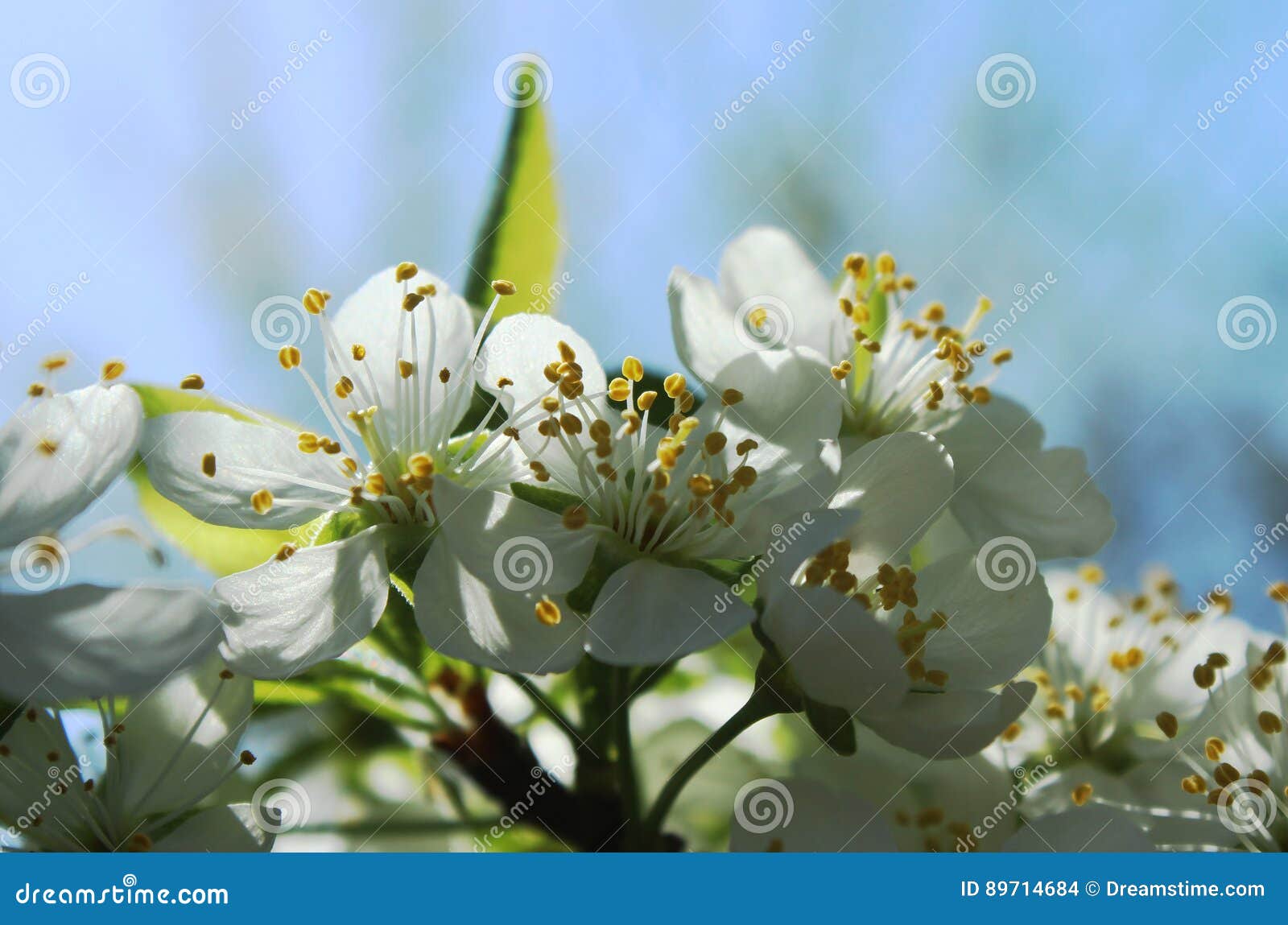 Flowering of berry trees stock photo. Image of berry - 89714684