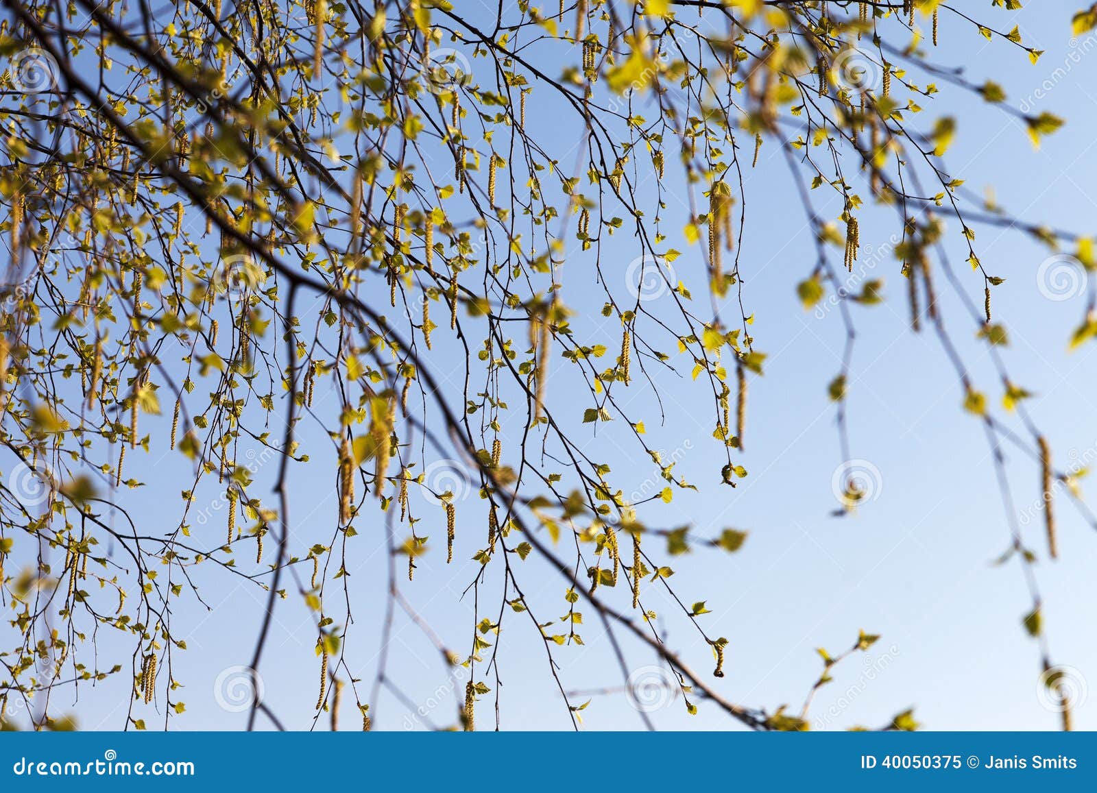 Flowering birch. stock image. Image of growing, spring - 40050375