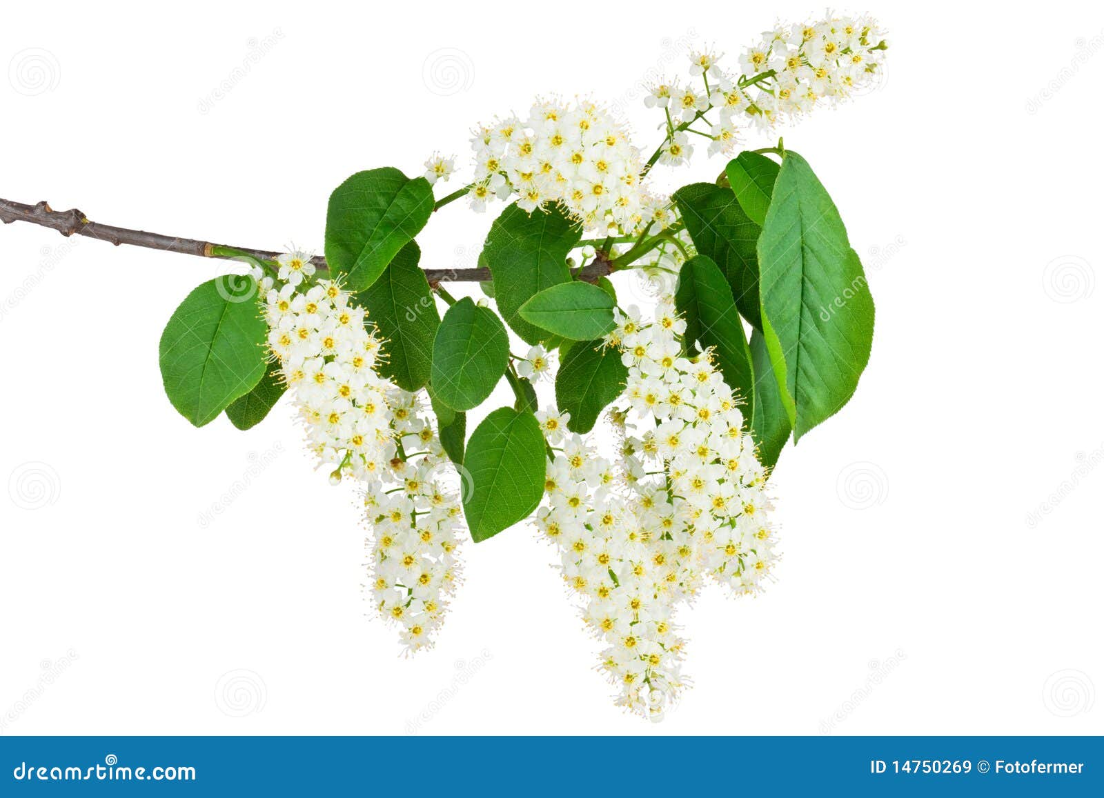 Flowering of bird cherry stock image. Image of clean - 14750269