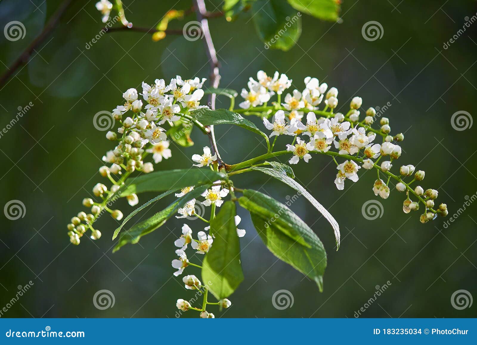 Flowering Bird Cherry Prunus Padus, Hackberry, Hagberry, or Mayday Tree ...
