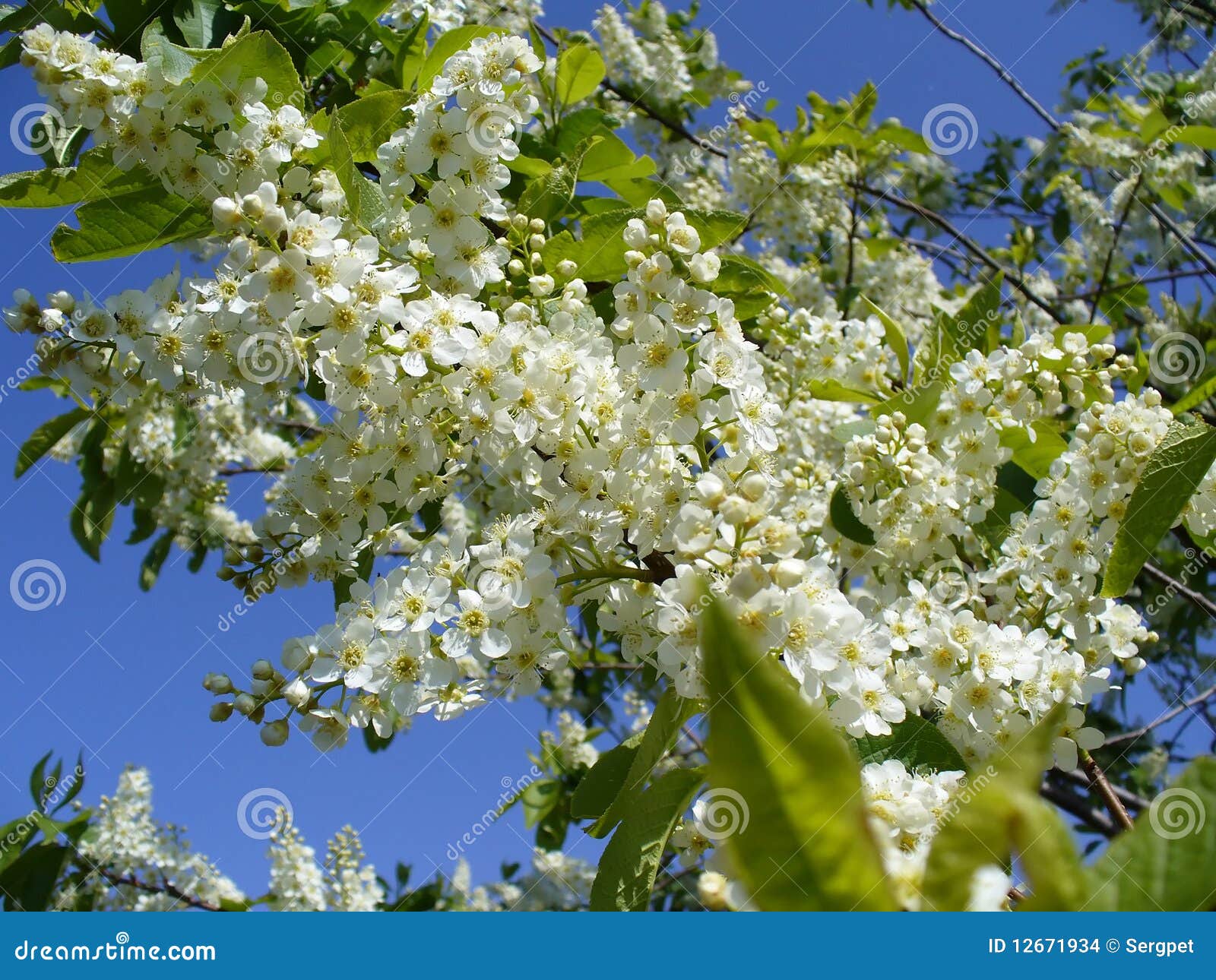 Flowering bird cherry tree stock photo. Image of life - 12671934