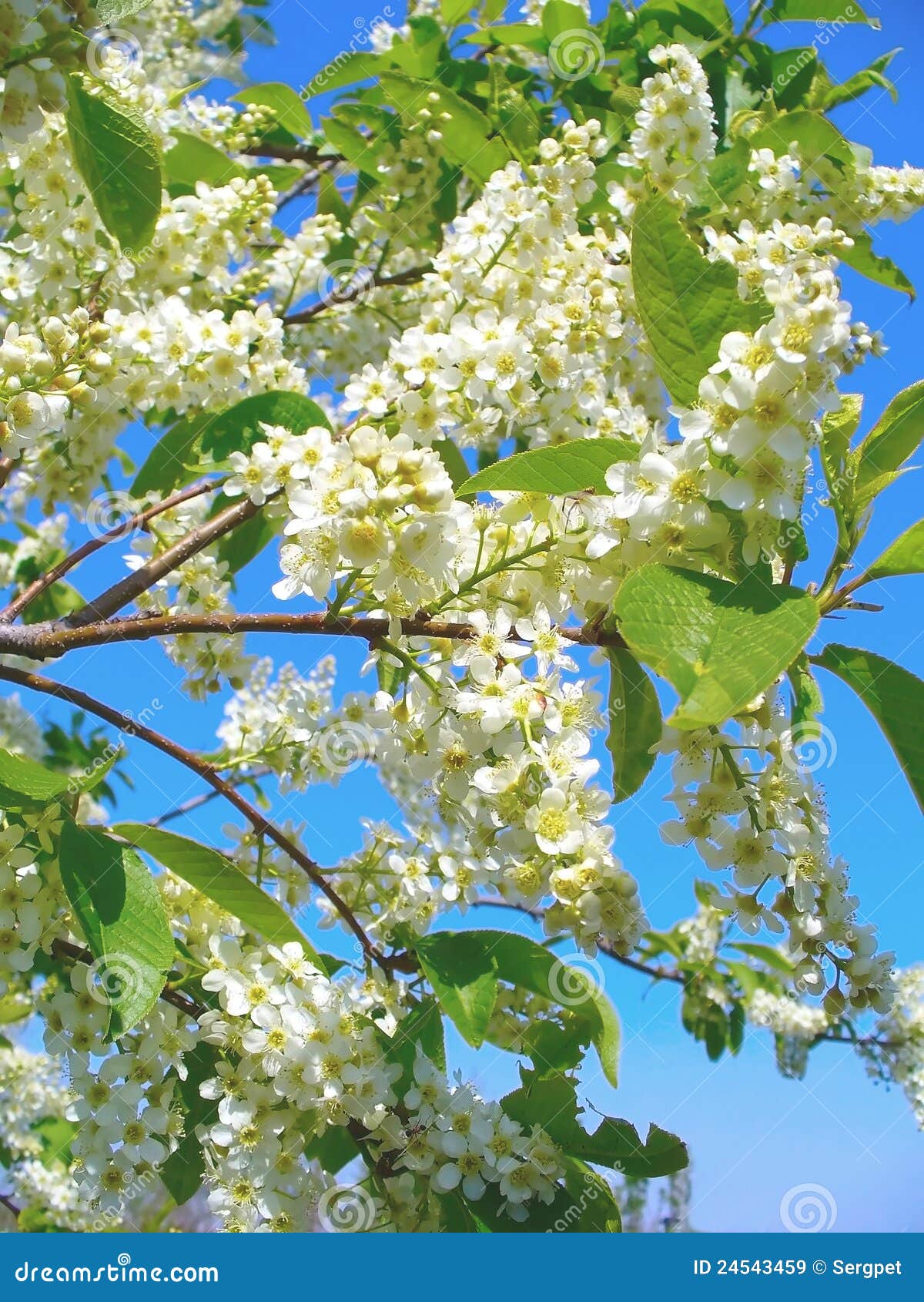 Flowering bird cherry tree stock image. Image of outdoors - 24543459