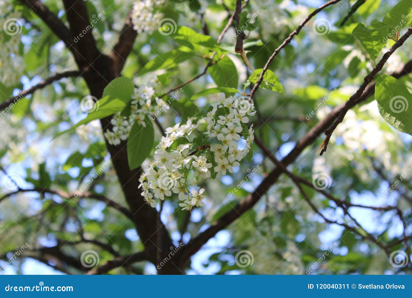 Flowering bird-cherry tree stock image. Image of birdcherrytree - 120040311
