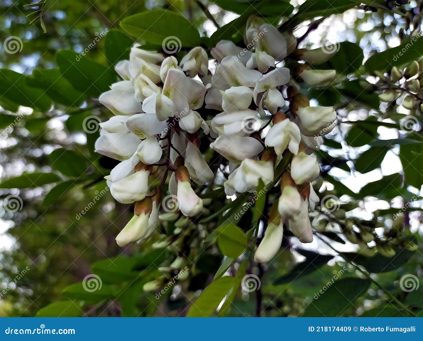 Flowering black locust stock image. Image of locust - 218174409