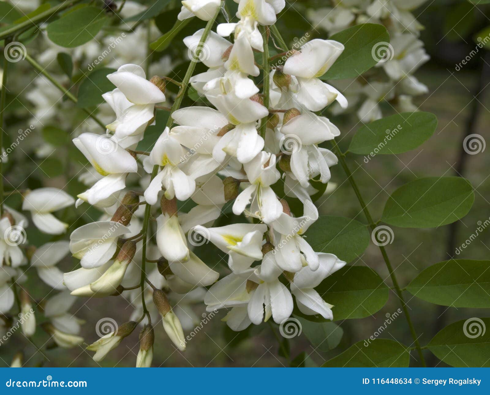 Flowering Black Locust Tree Stock Photo - Image of deciduous, branch ...