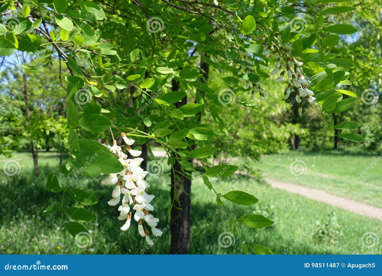 Flowering Black Locust Tree in the Park Stock Image - Image of ...