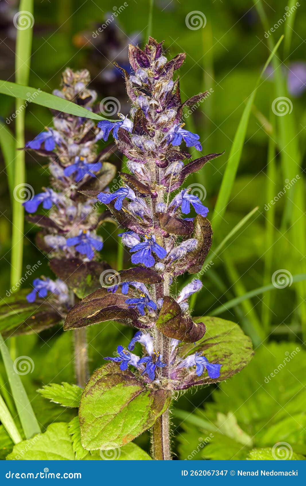 Flowering Blue Bugle Ajuga Reptans Plants in Wild Nature. Stock Image ...