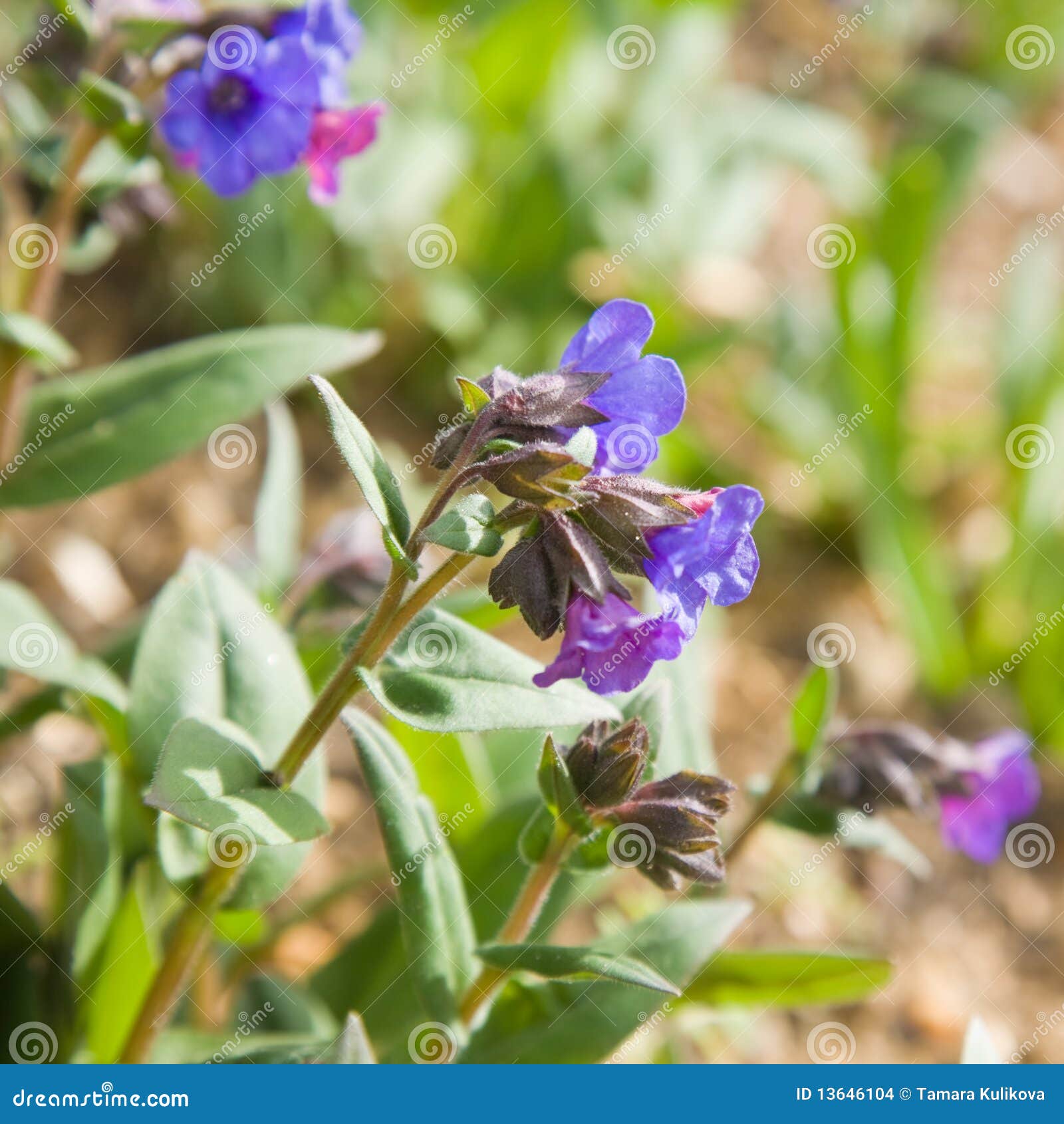 Flowering blue lungwort stock photo. Image of lungwort - 13646104