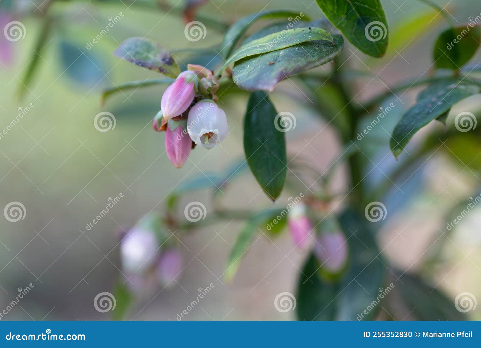 The Flowers of a Blueberry Bush. Stock Photo - Image of outdoors ...