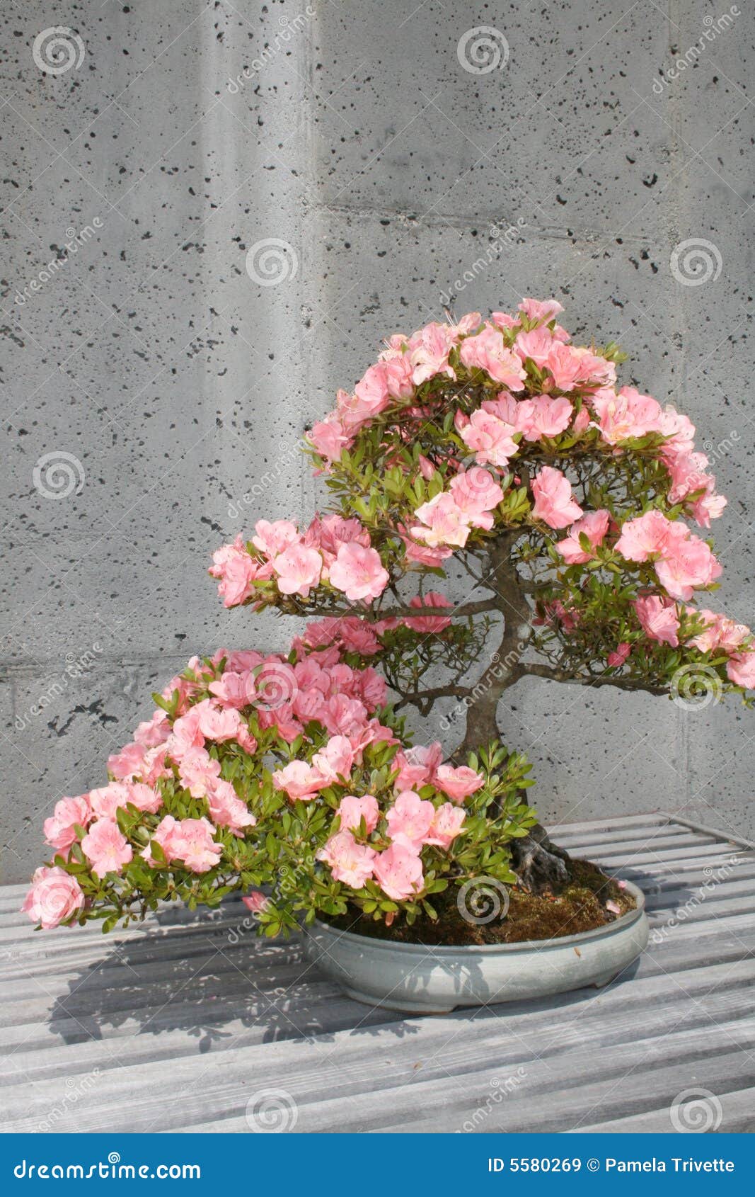 Flowering Bonsai Tree stock image. Image of potplant, cutting - 5580269