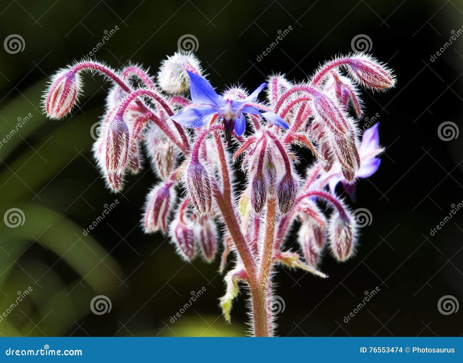 Flowering borage stock photo. Image of blur, lizard, background - 76553474