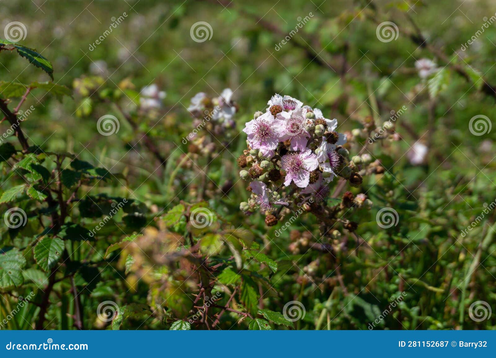 Flowering Bramble Bush in Summer, with Blackberries Beginning To Form ...
