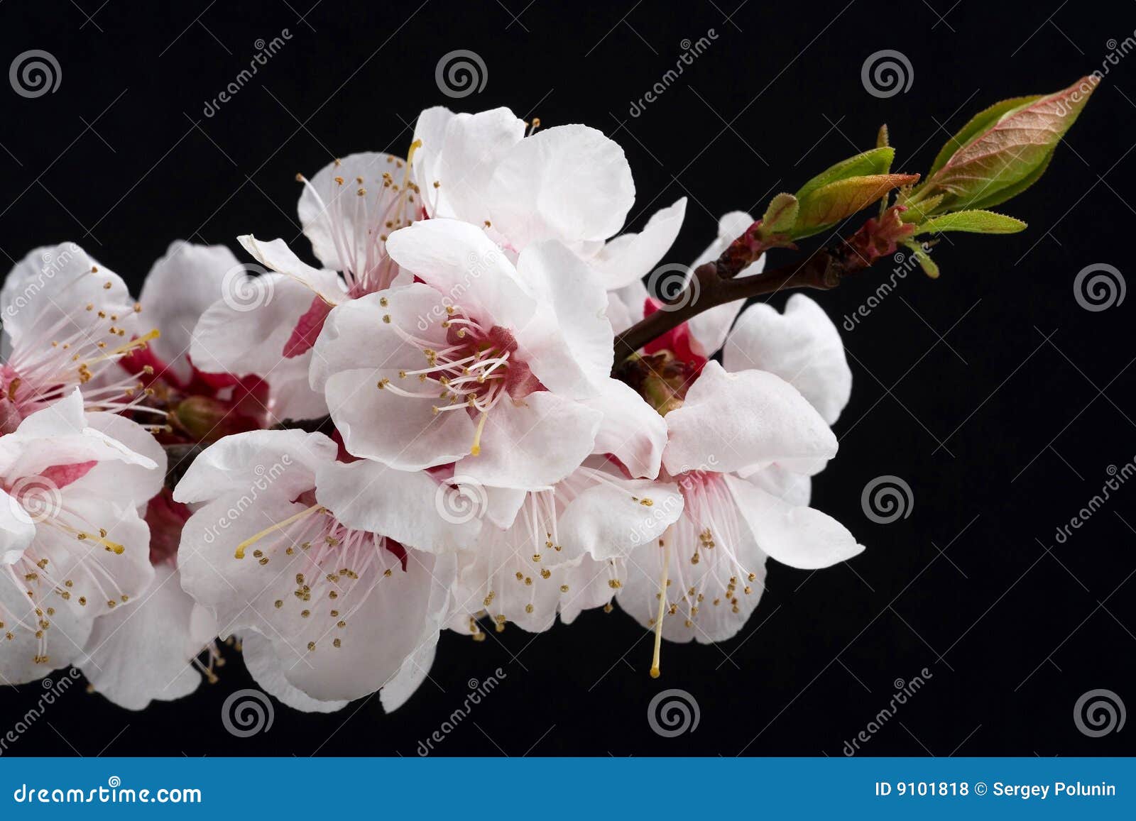Flowering branch stock photo. Image of florish, sprig - 9101818