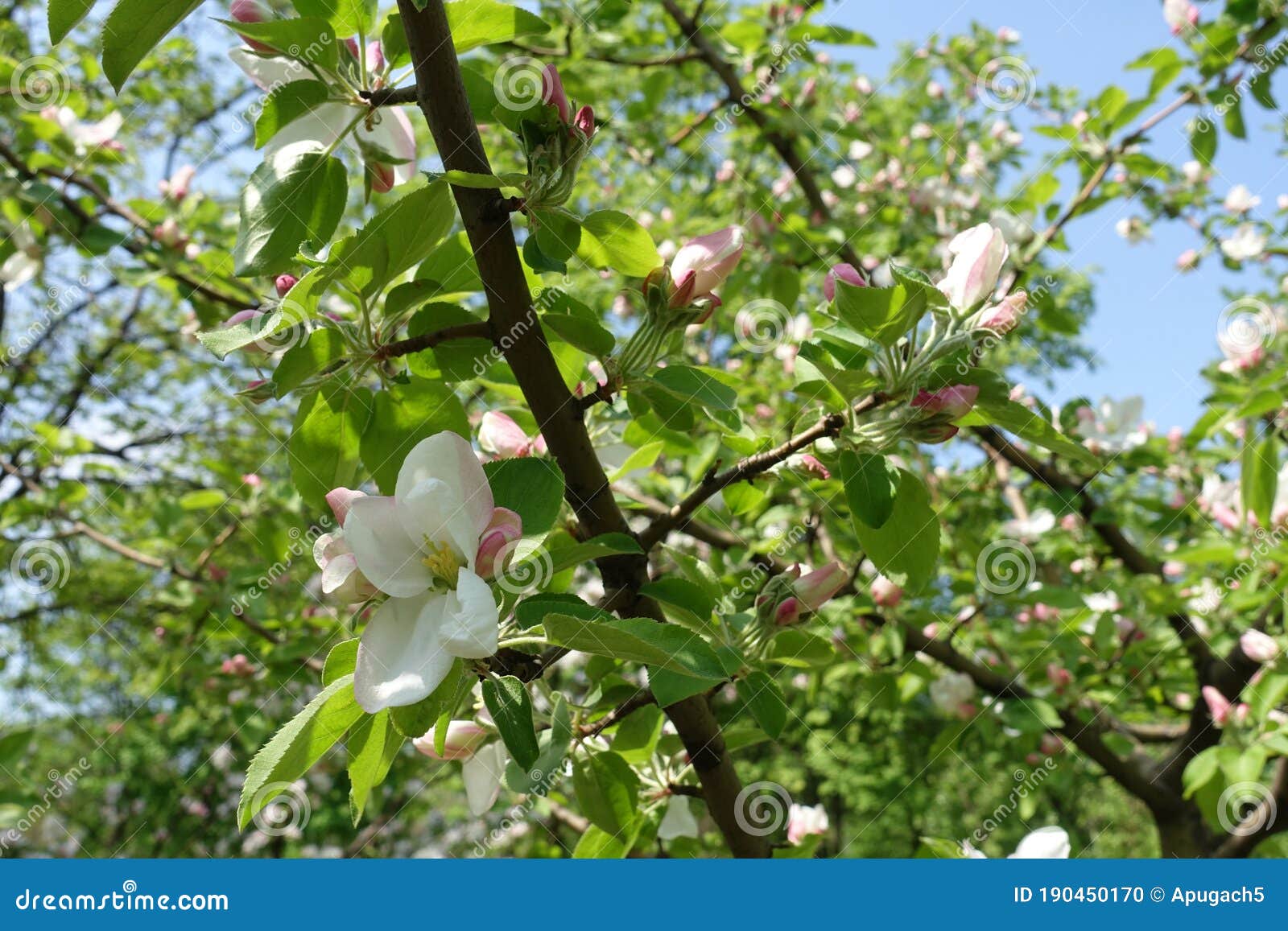 Flowering Branch of Apple in April Stock Photo - Image of florescence ...