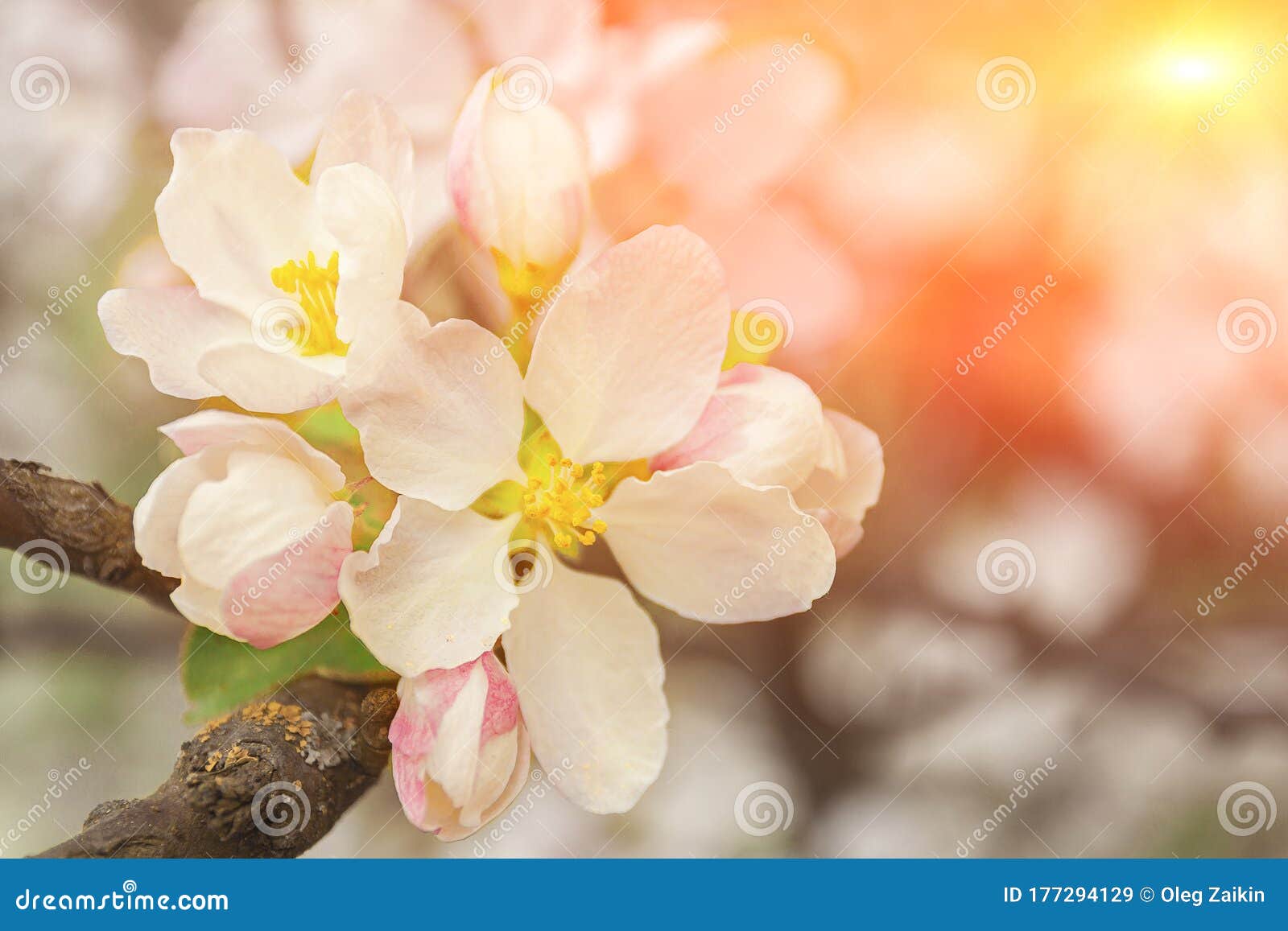 A Flowering Branch of an Apple Tree in Early Spring Stock Image - Image ...