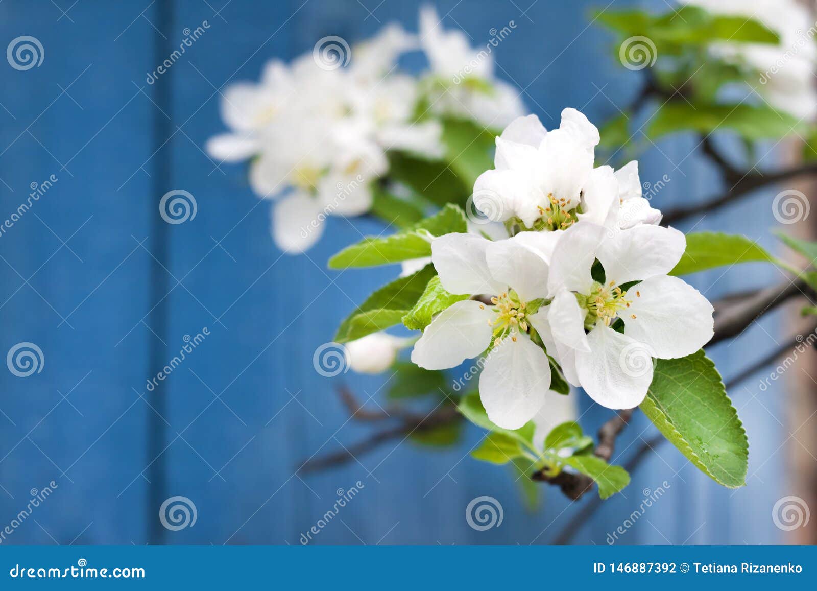 Flowering Branch of Apple Tree in a Spring Stock Photo - Image of ...