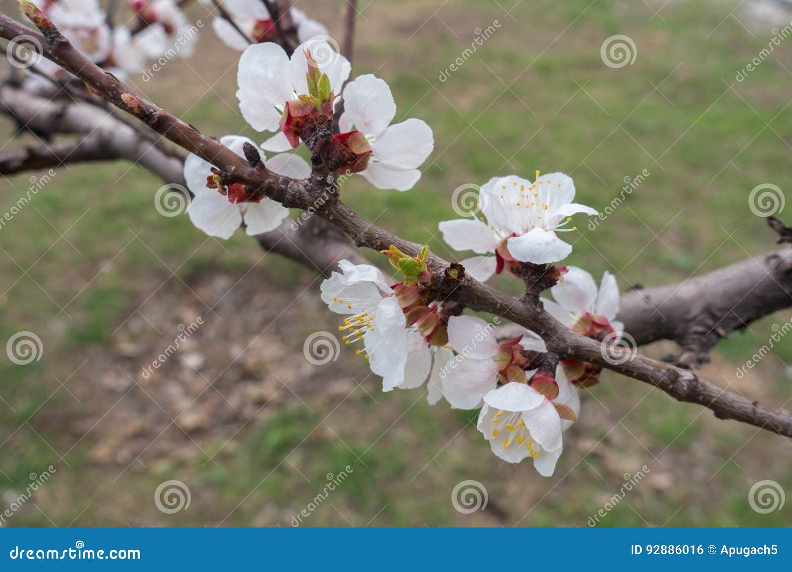 Flowering Branch of Apricot in the Garden Stock Photo - Image of botany ...