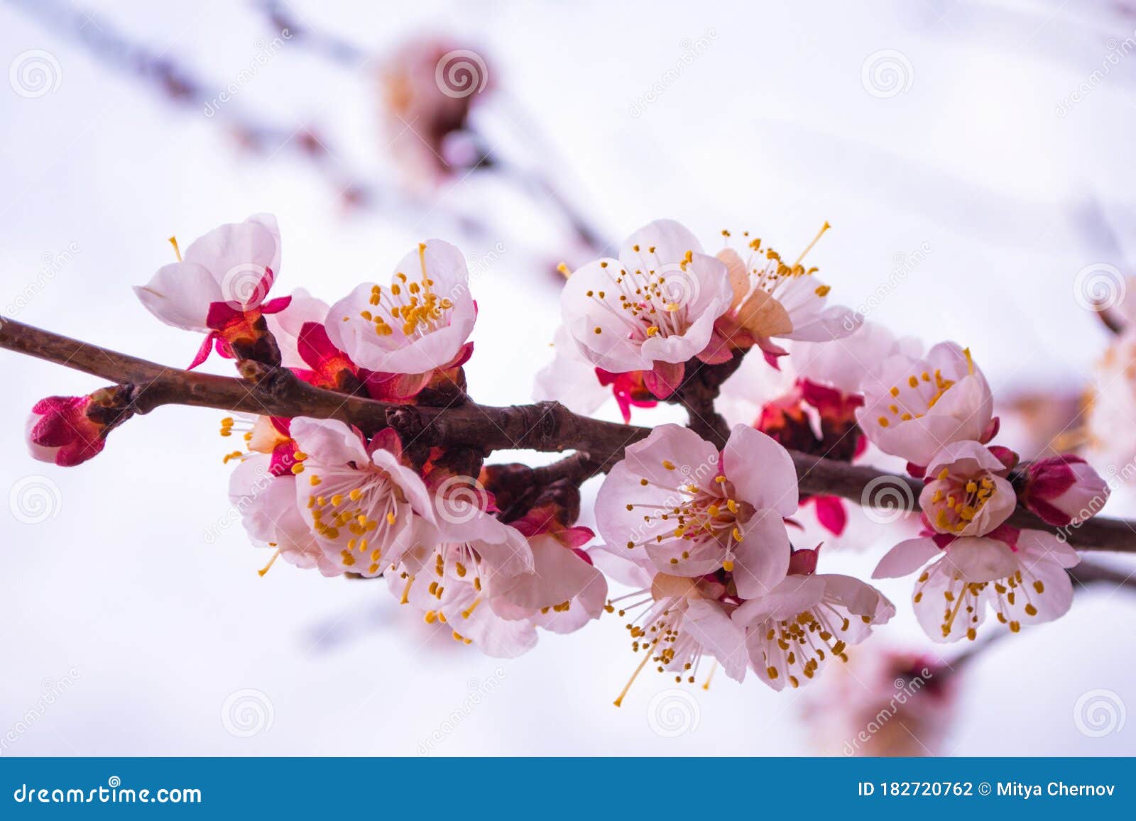 Flowering Branch of the Apricot Tree Close-up. Stock Photo - Image of ...