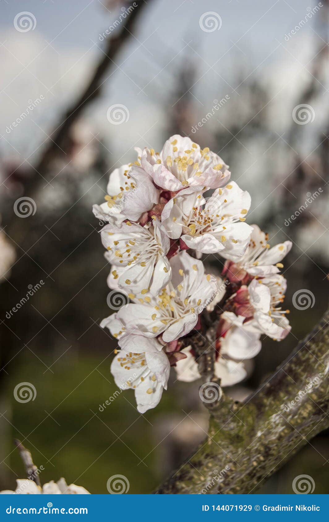 Flowering Branch Spring Tenderness Stock Image - Image of spring ...