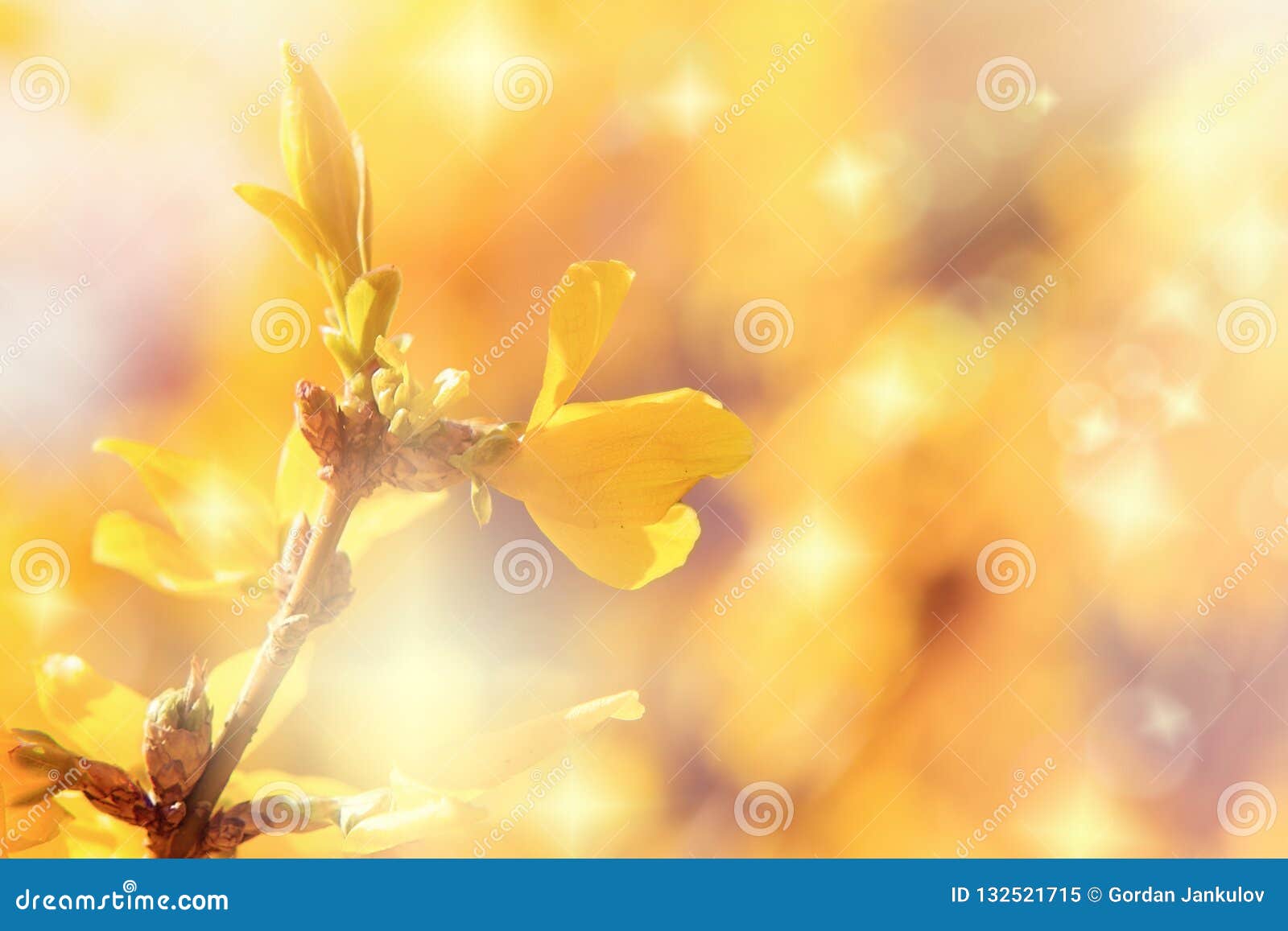Flowering Branch, Blooming Yellow Flower in Spring Stock Image - Image ...