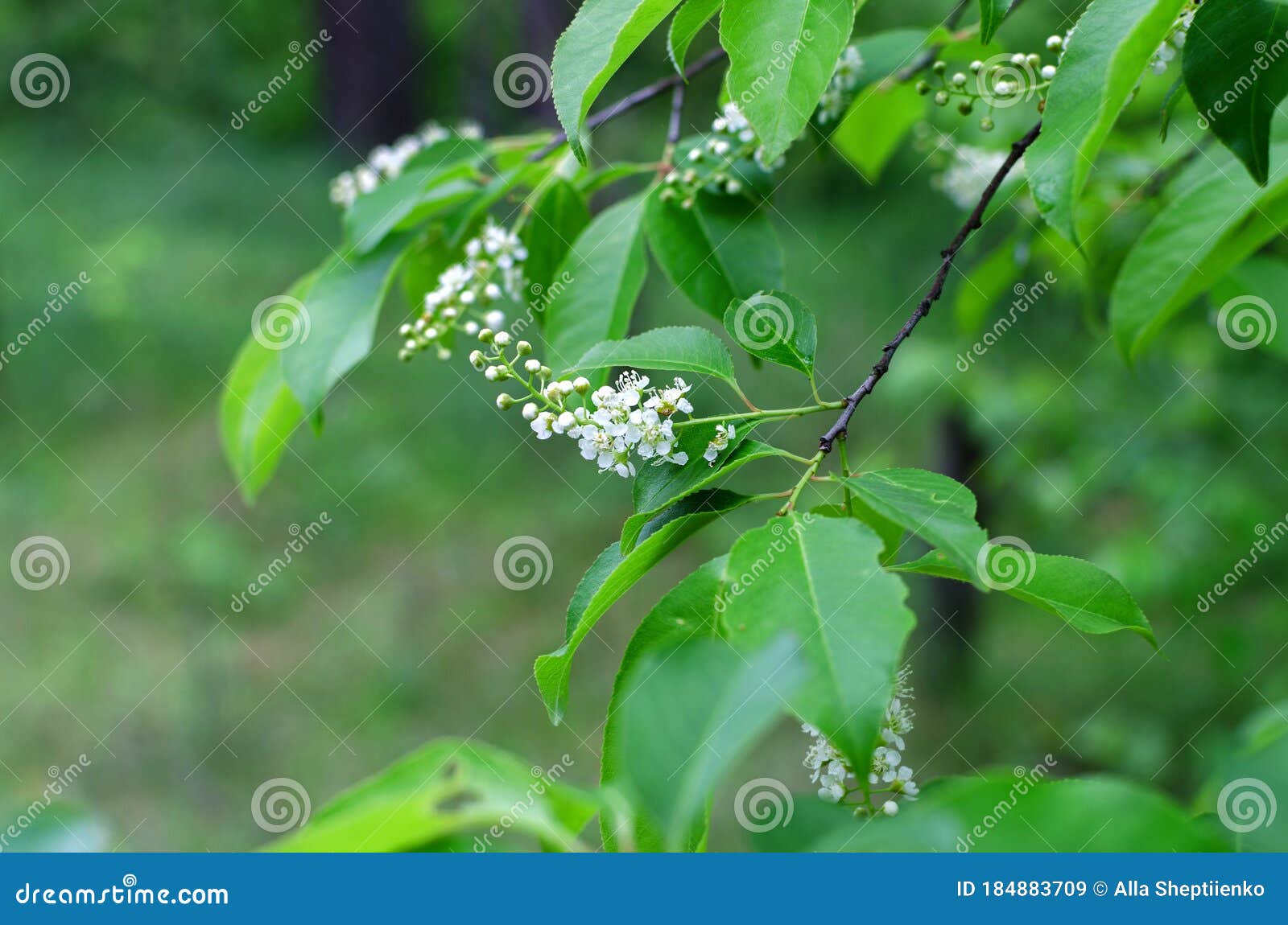 Flowering Branch of a Bush in the Forest Stock Image - Image of bright ...