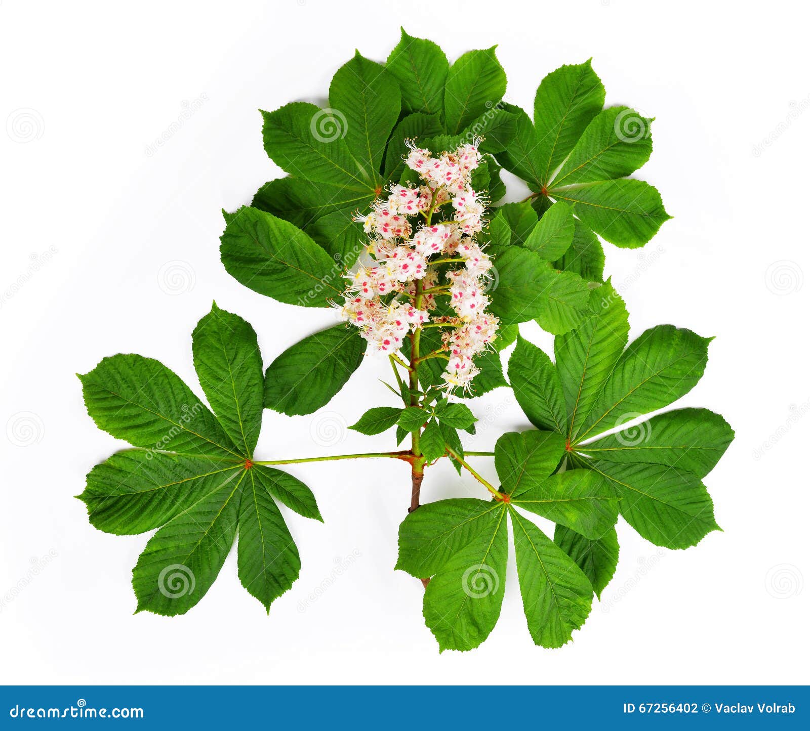 Flowering Branch of Chestnut Tree Stock Photo - Image of foliage ...