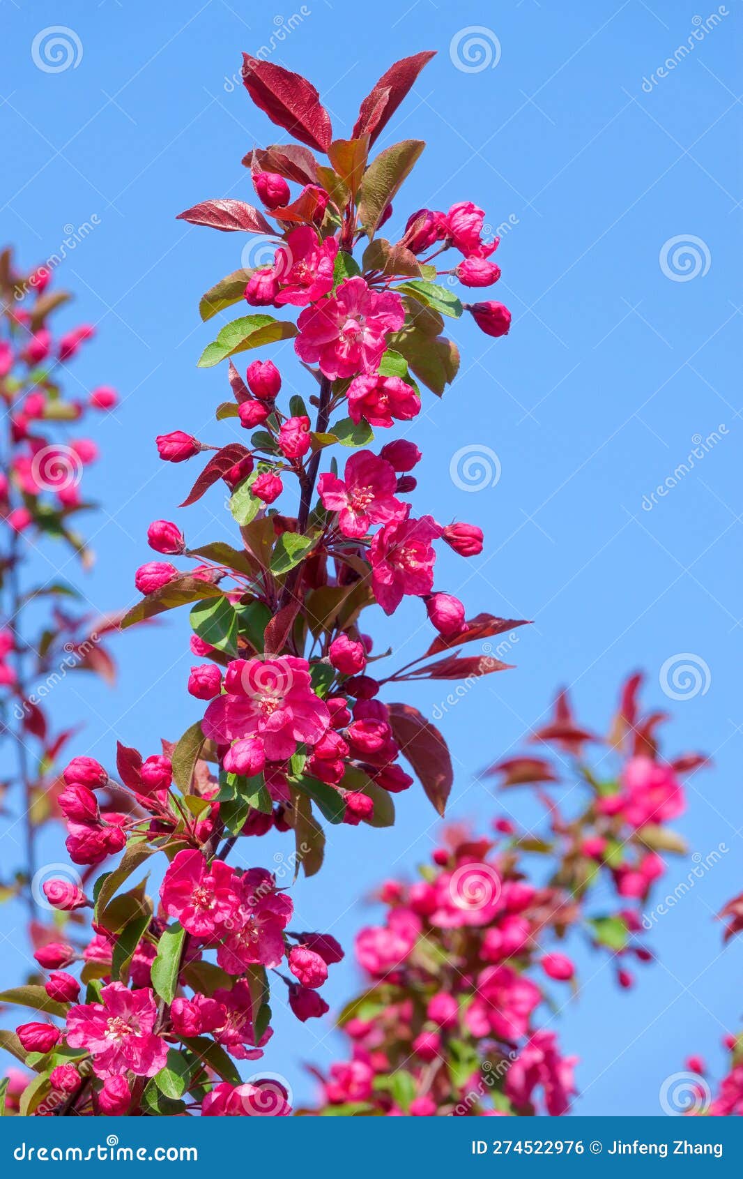 Flowering branch stock photo. Image of buds, spring - 274522976
