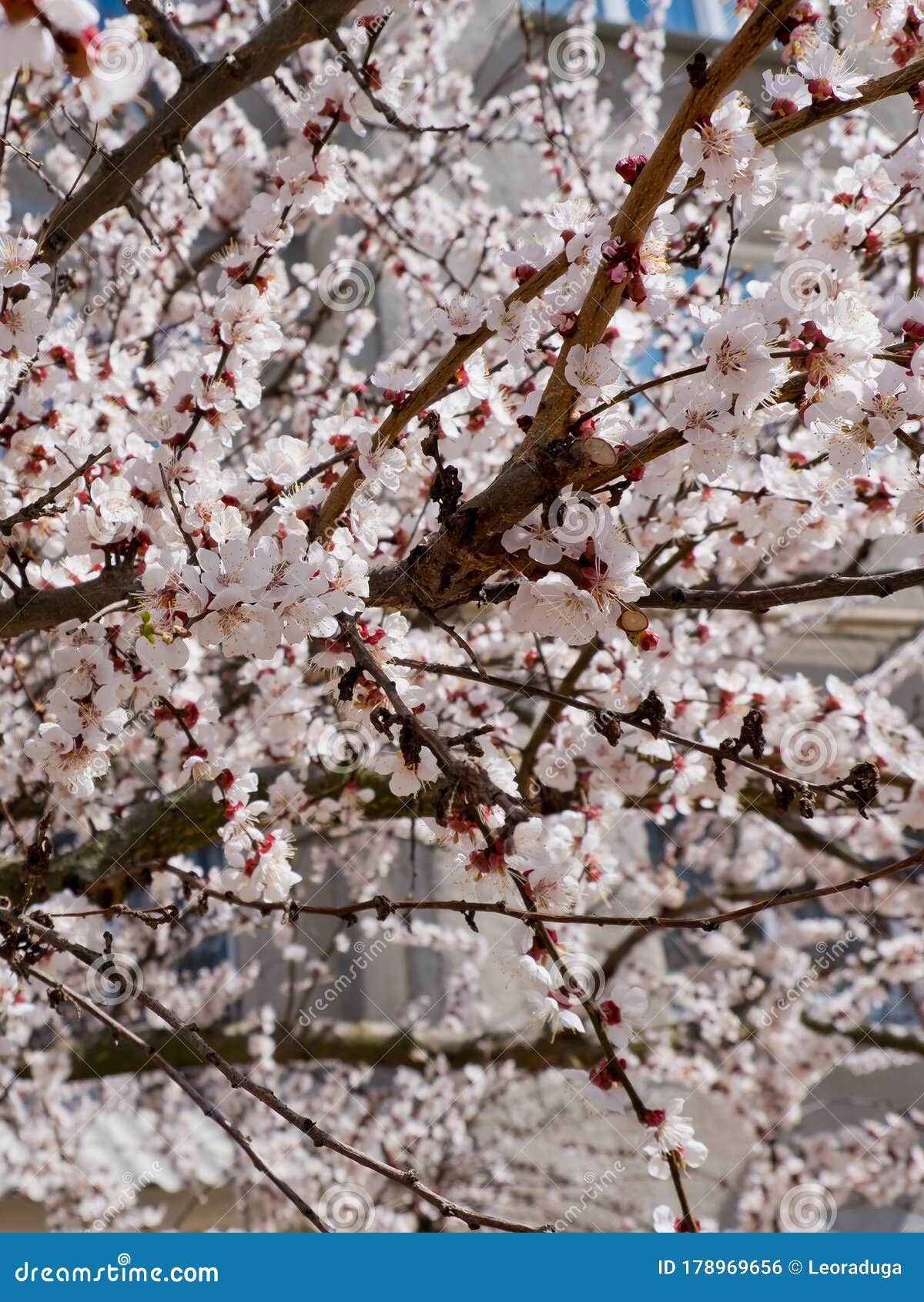 Flowering branch close-up. stock photo. Image of petal - 178969656