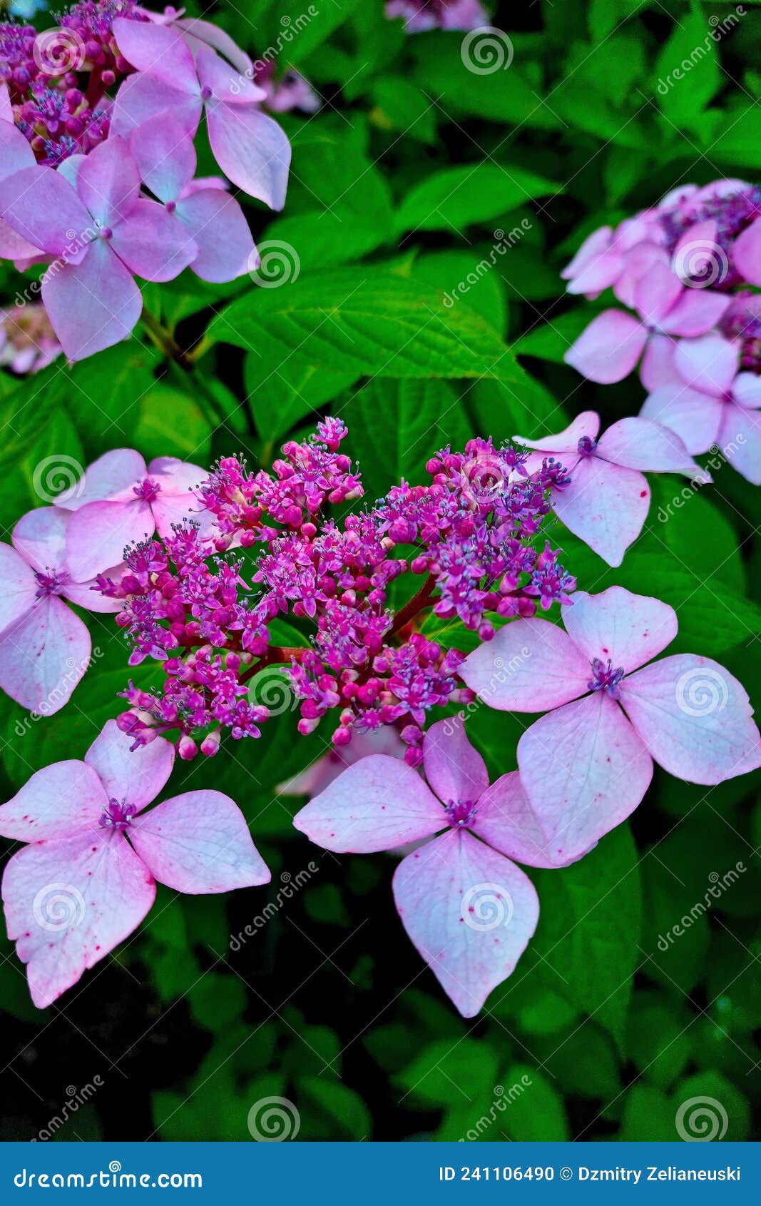 A Flowering Branch of Hydrangeas in the Park in Spring or Summer. Stock ...