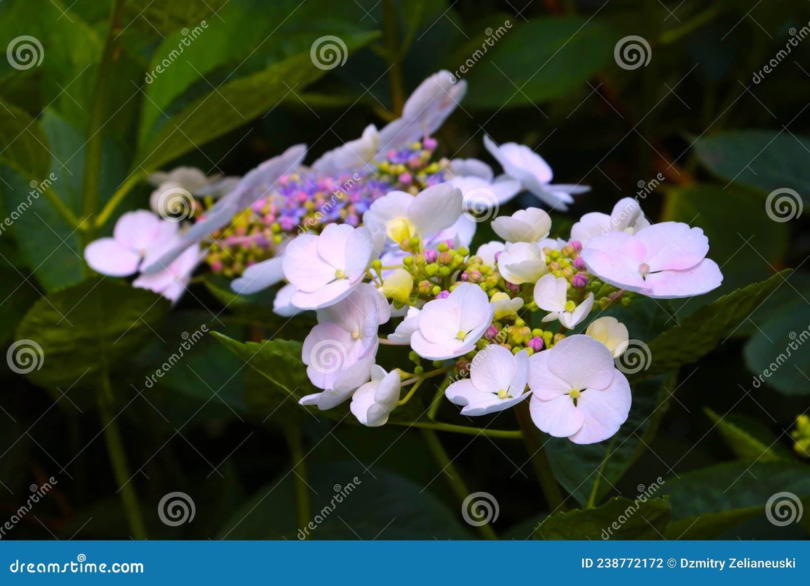 A Flowering Branch of Hydrangeas in the Park in Spring or Summer. Stock ...