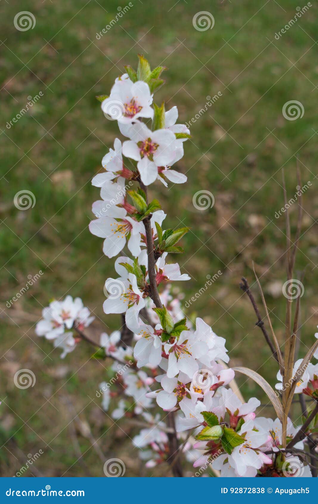 Flowering Branch of Korean Cherry Prunus Tomentosa Stock Photo - Image ...