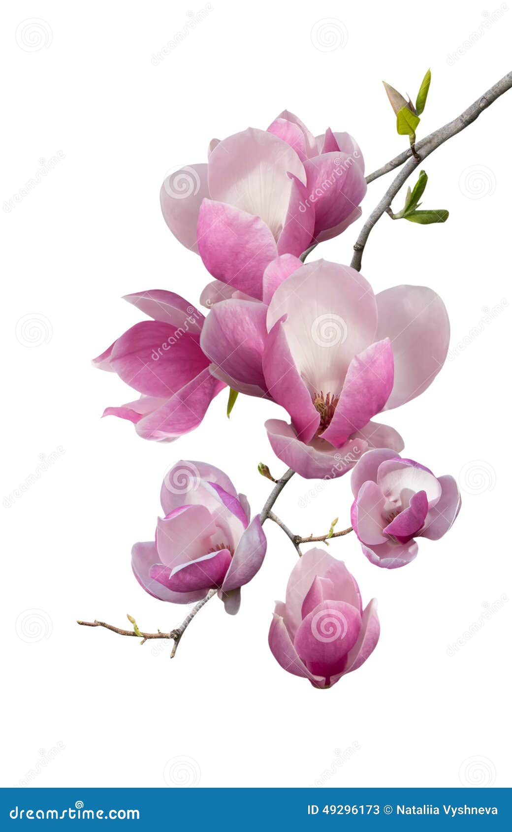 Flowering Branch of Magnolia Stock Image - Image of colorful, petal ...