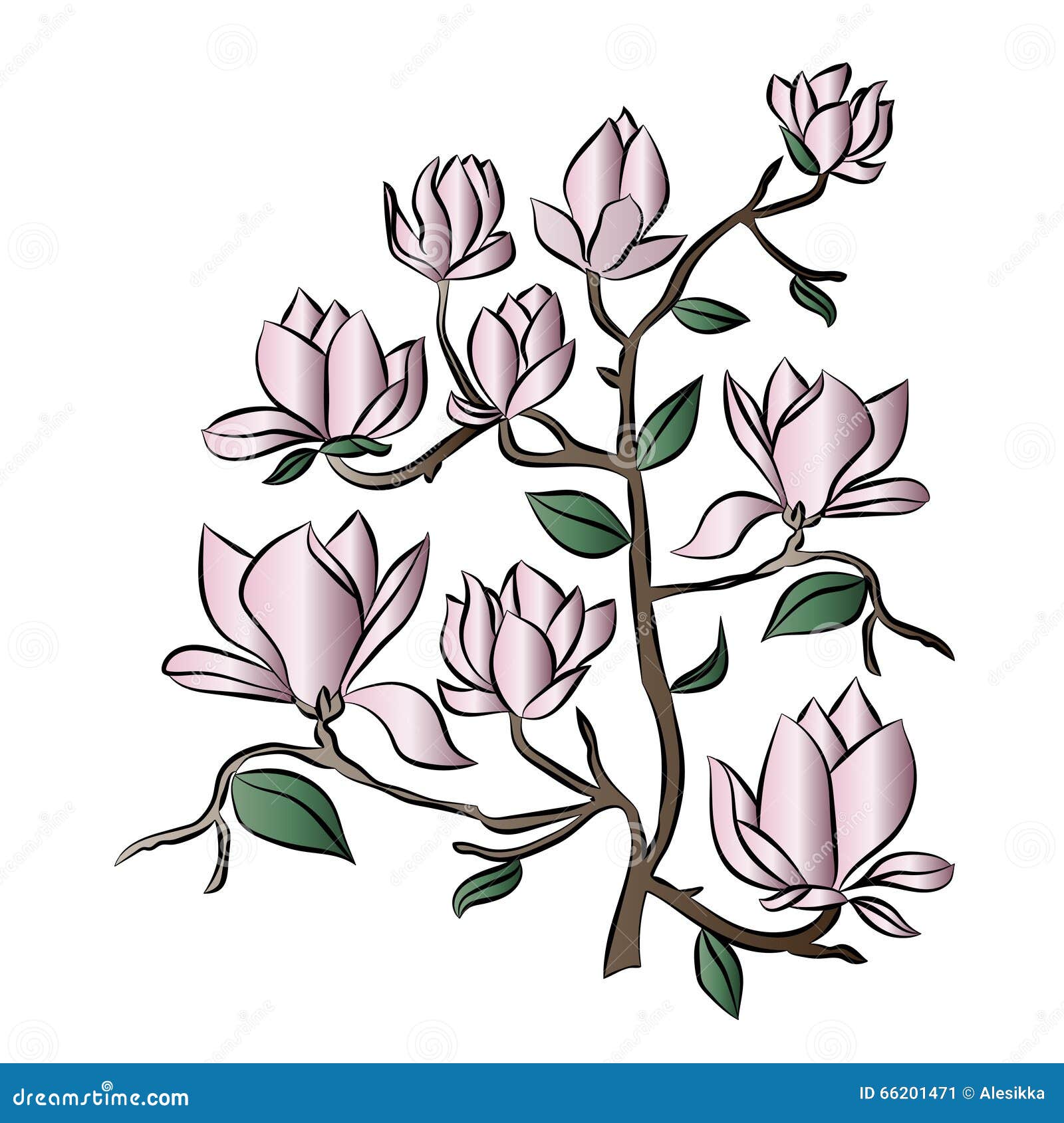 Flowering Branch of Magnolia on White Background Vector Illustration ...